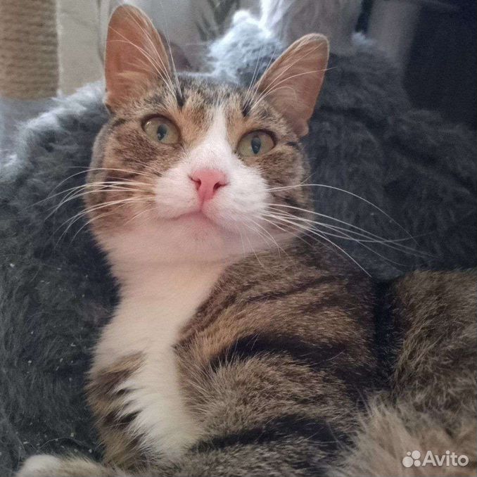 Котик Лёня в добрые руки