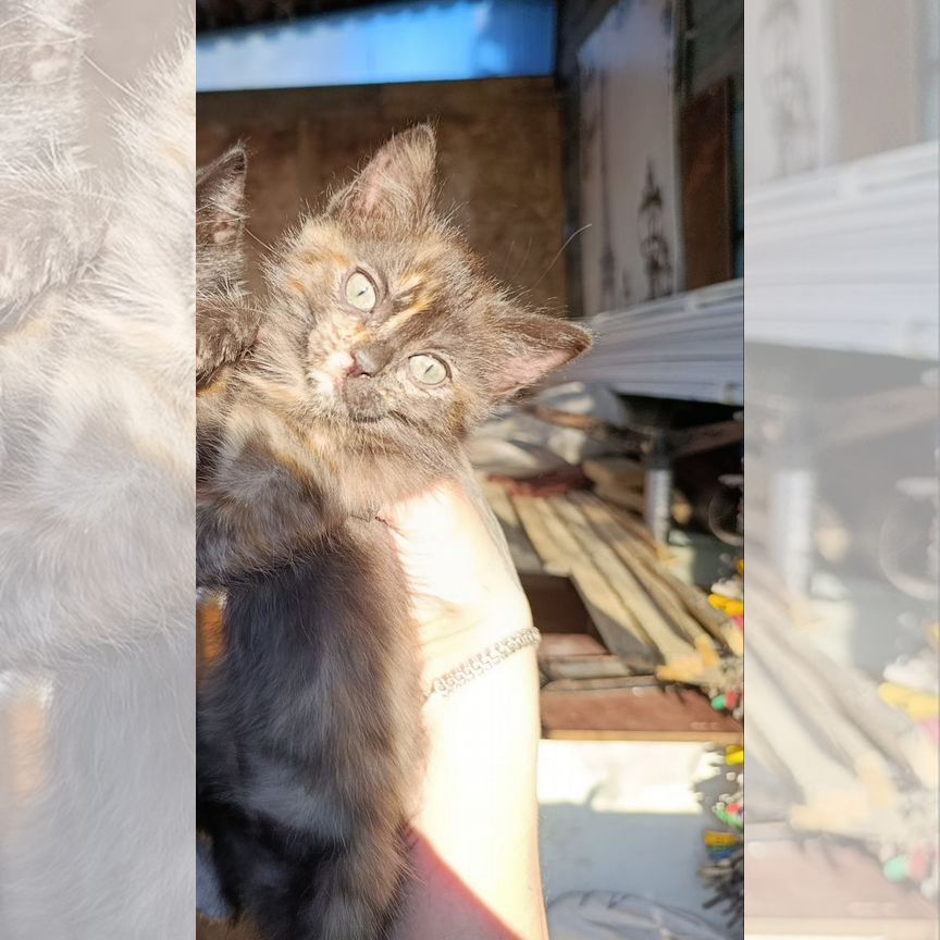 Котёнок в добрые руки
