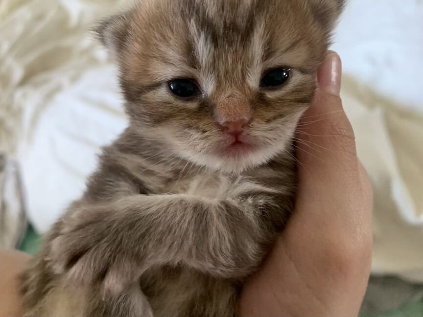 Британские котята