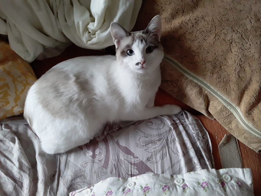 Потерялась кошка