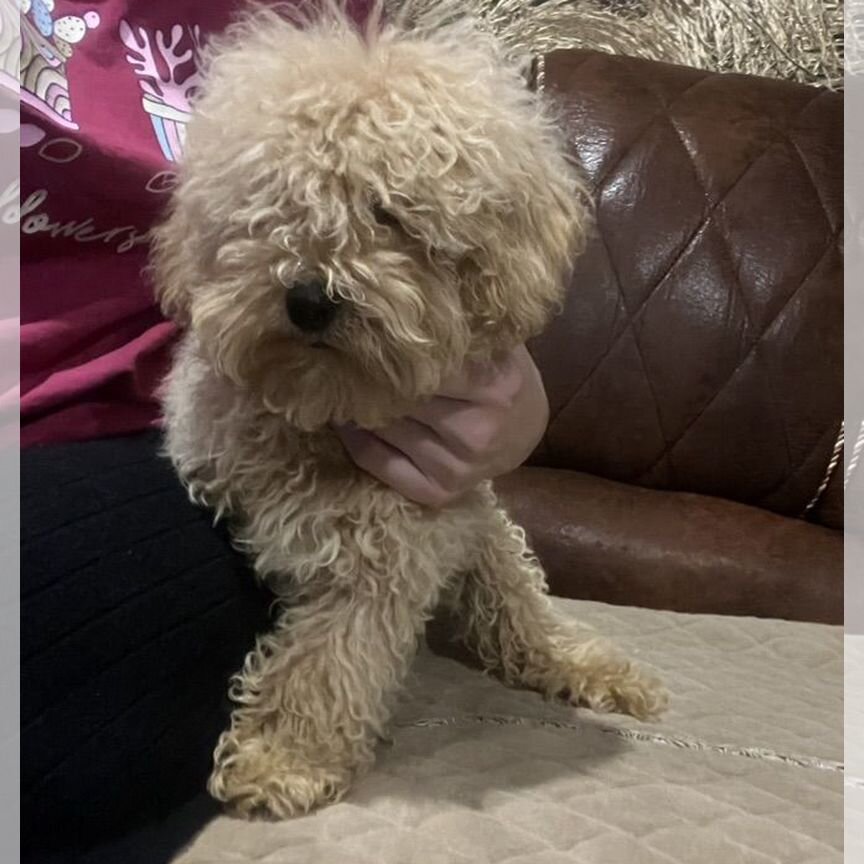 Пудель, щенок