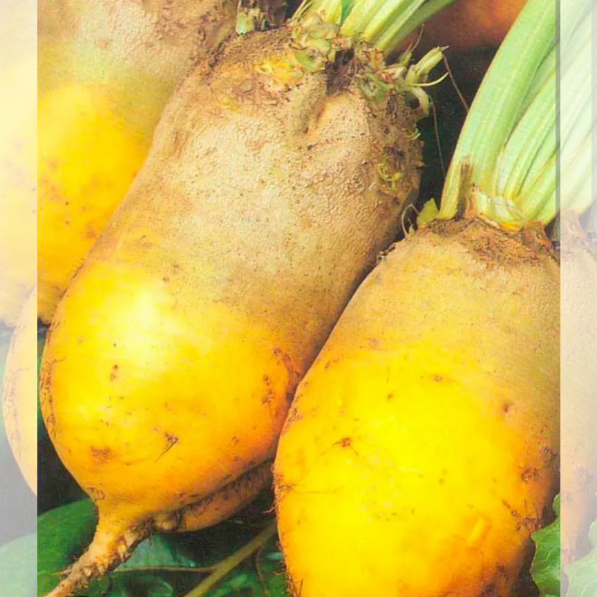 Свекла кормовая