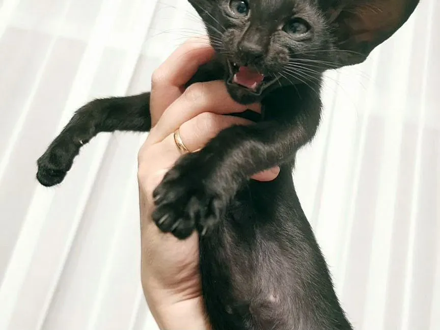 Ориентальные котята