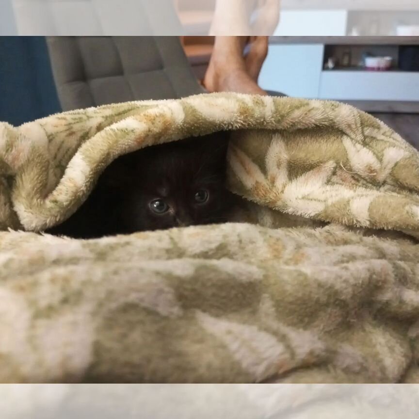 Сибирский котёнок