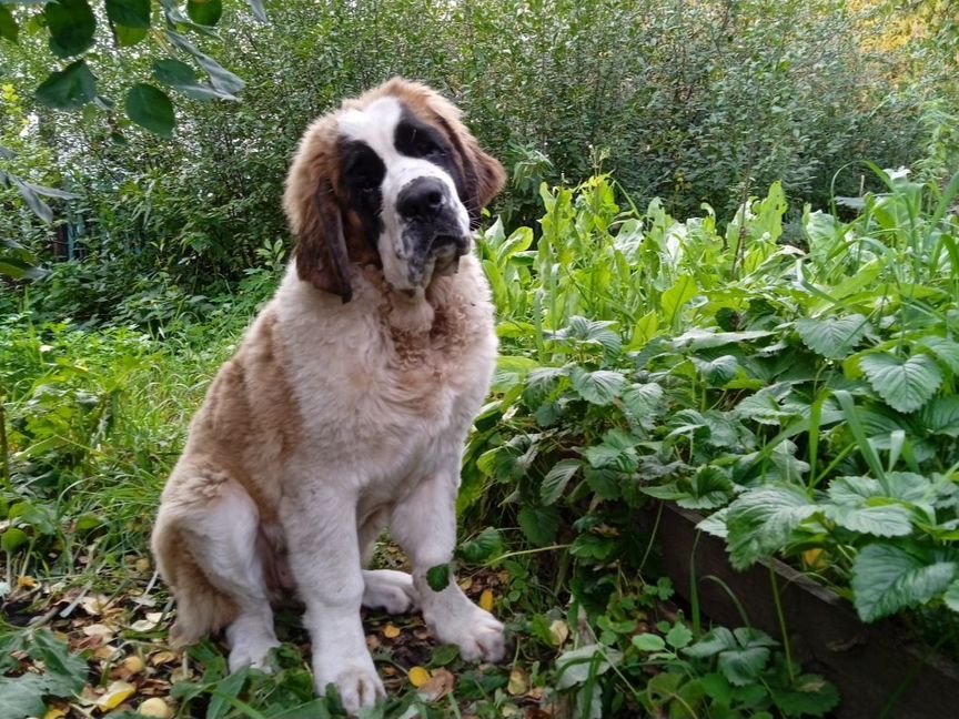 Щенки сенбернара