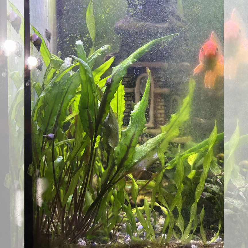 Валиснерия спиральная и криптокарина