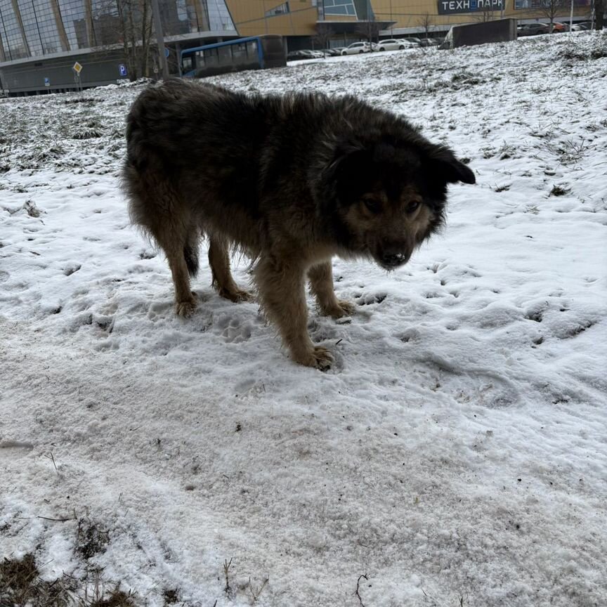 Собака в добрые руки