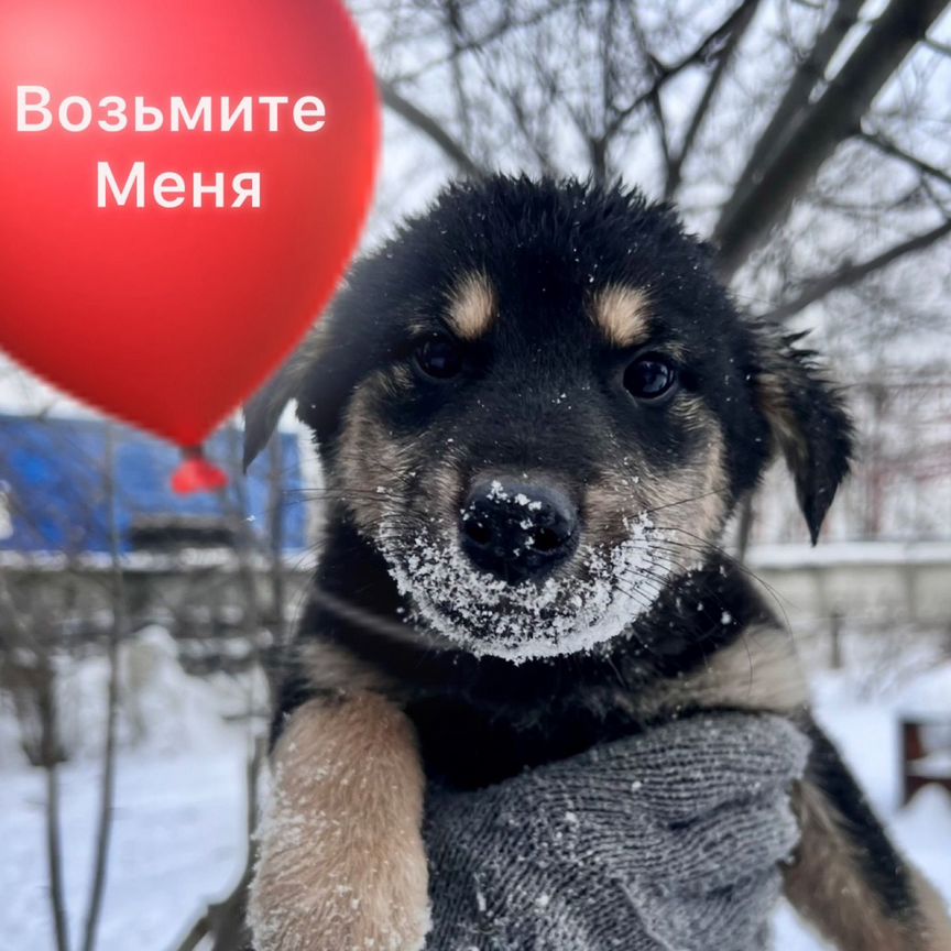 Щенок в добрые руки бесплатно