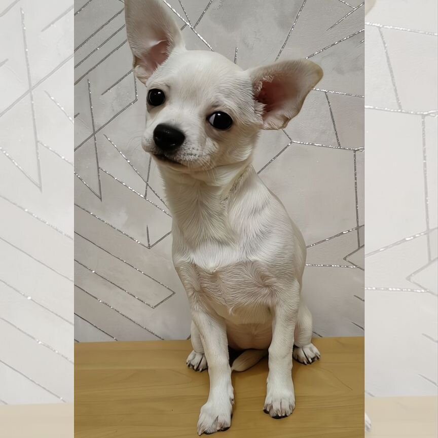 Чихуахуа, щенок