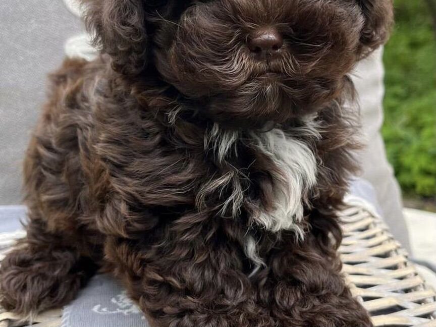 Мальтипу F девочка Лейла