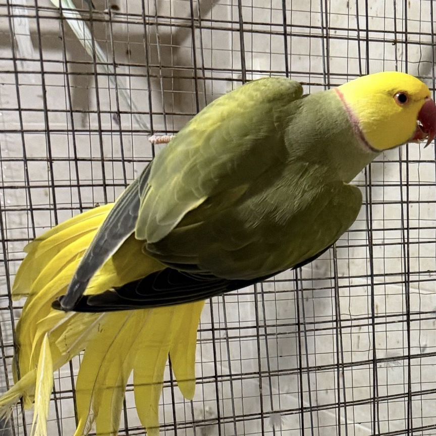 Попугай Ожереловый