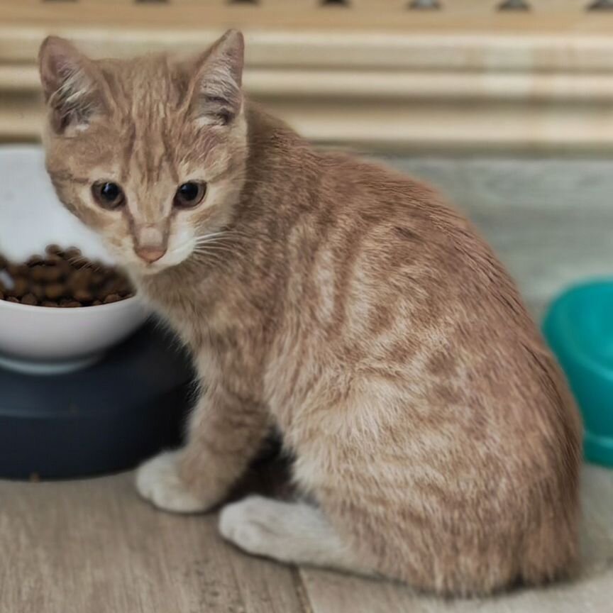 Котёнок девочка