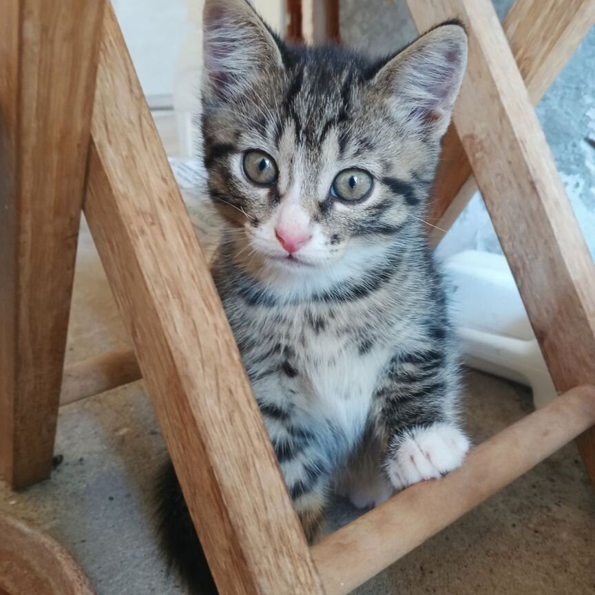 Котята на счастье