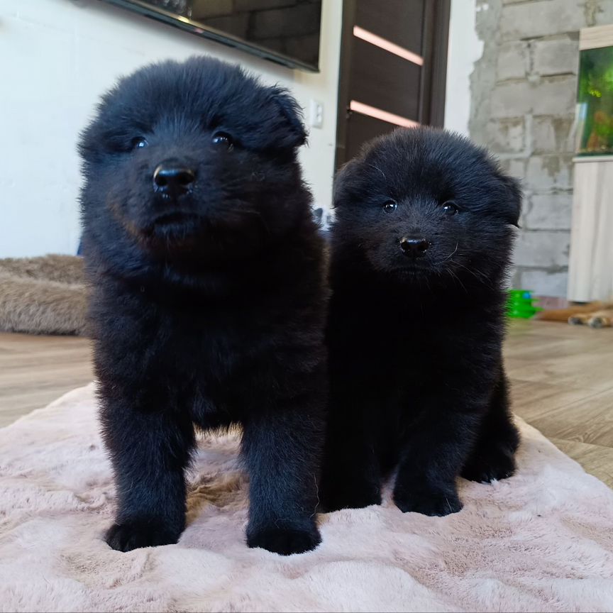 Чёрный евразиер (девочки)