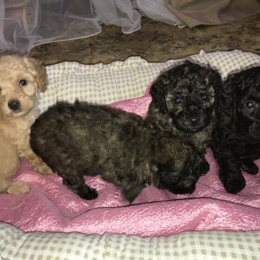 Пудель Той и Карлик