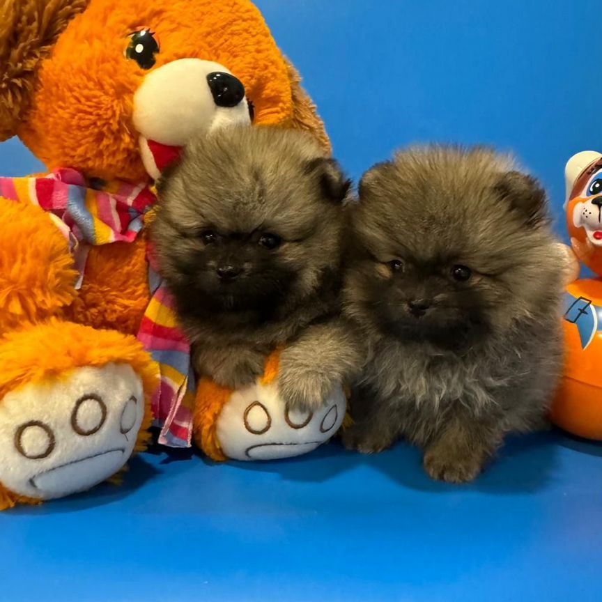 Мальчики померанского шпица