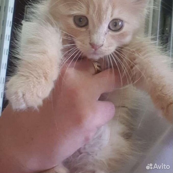 Котёнок персикового цвета в дар