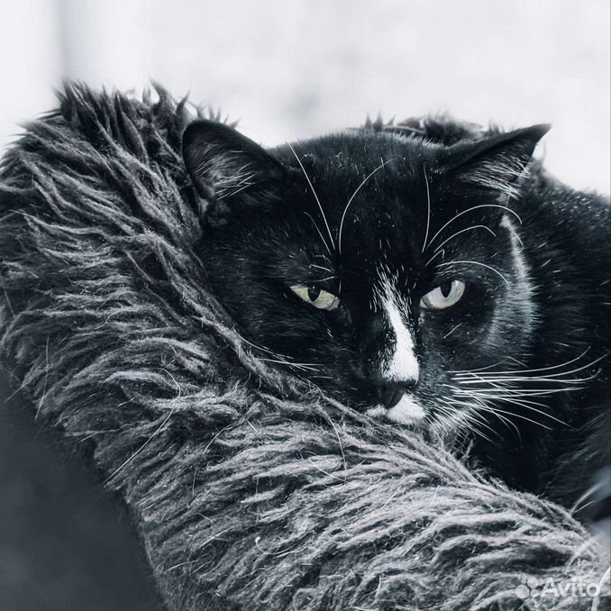 Удивительный кот Арчи