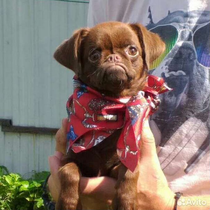 Шоколадный мальчик Пти брабансон