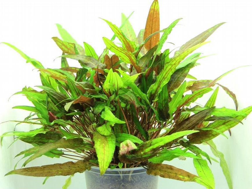 Криптокорина