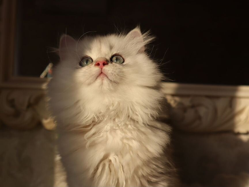 Британские котята, серебристая шиншилла