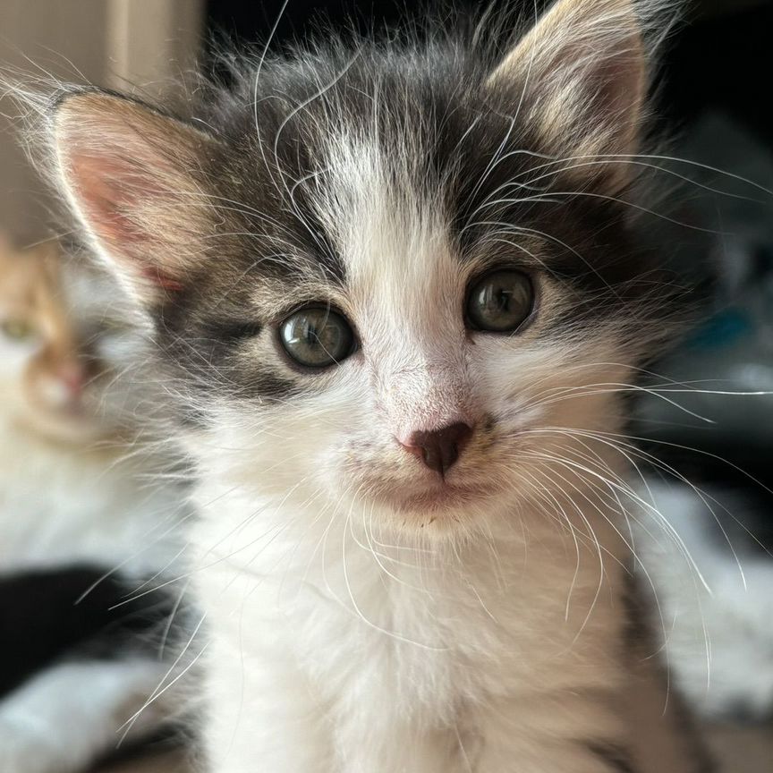 Котята