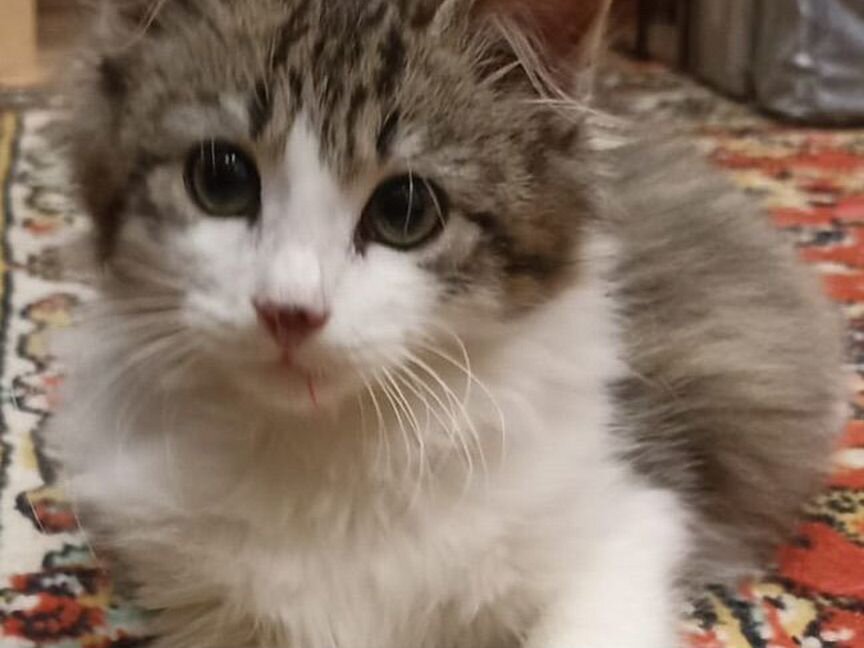 Котенок ищет семью