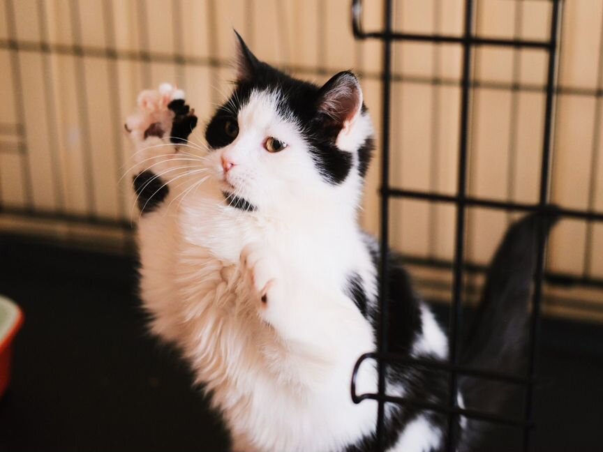 Чудо Котёнок ручная, умная кошечка 4,5 мес