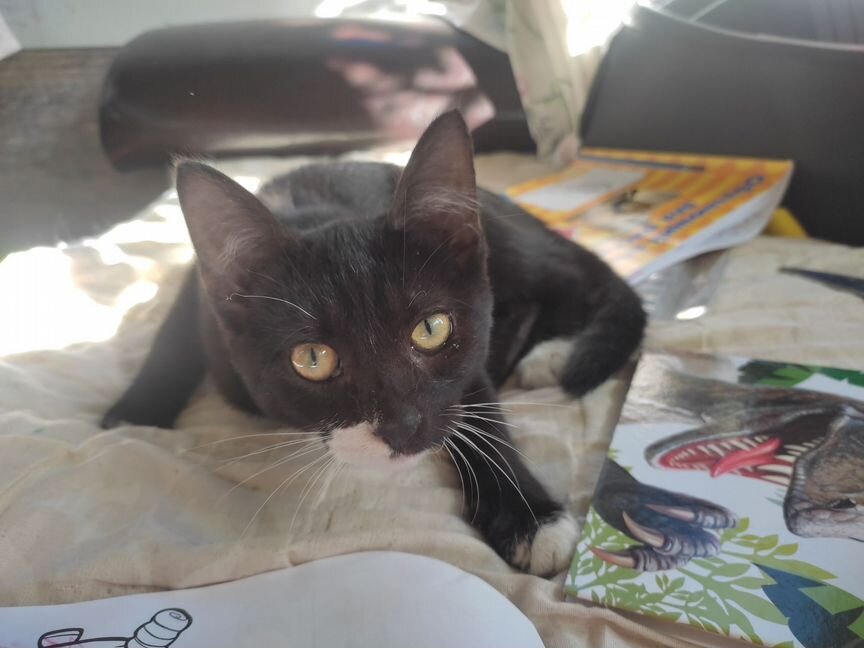 Кошечка Умка в дар