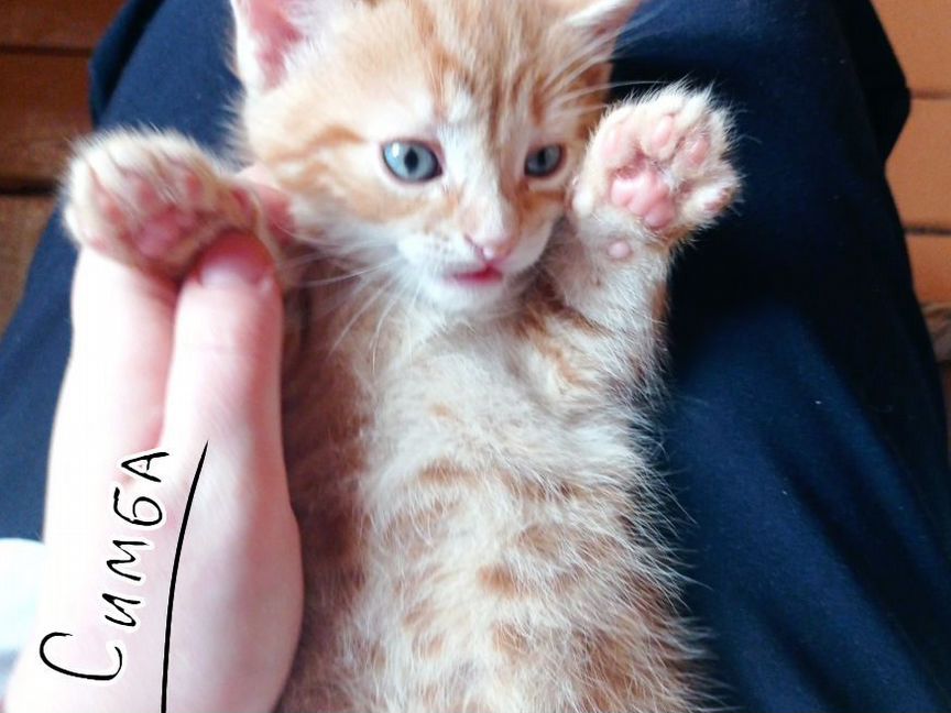 Котята 1 девочка 2 мальчика, мальчики пушистые