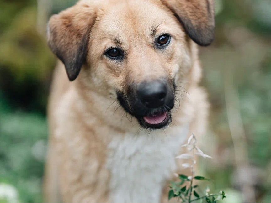 Рози ищет дом