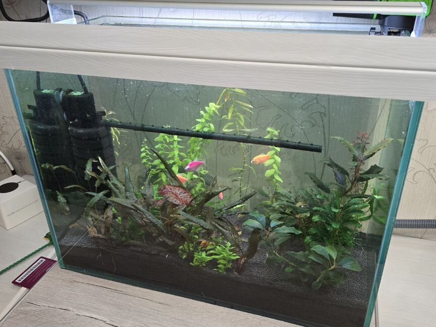 Аквариум 80л 5 тернеций