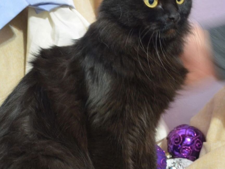 Чарочка в добрые ручки