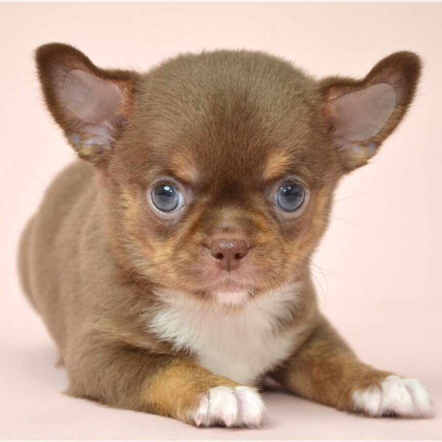 Чихуахуа, щенок