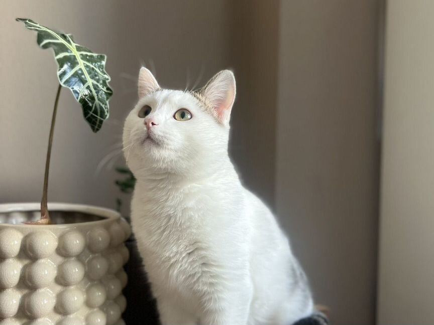 Котенок в добрые руки