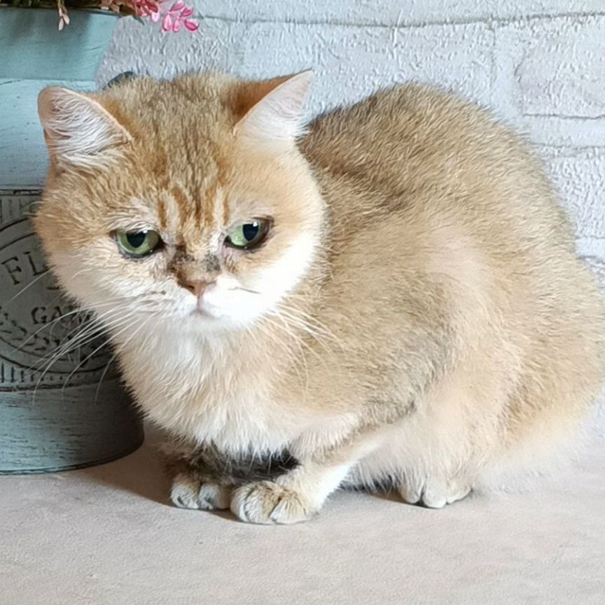 Кошечка стерилизованная