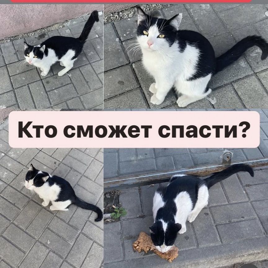 Молодого котика выкинули на прлизвол судьбы