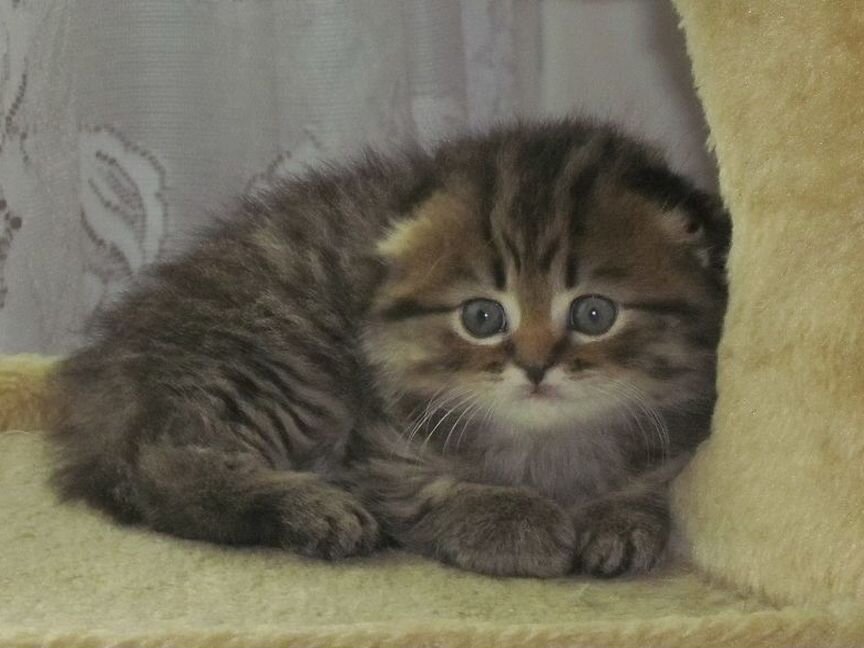 Тигровые шотландские котята