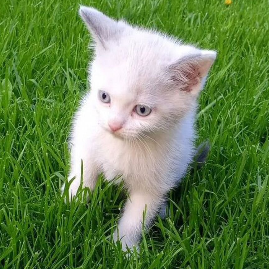 Котёнок в добрые руки