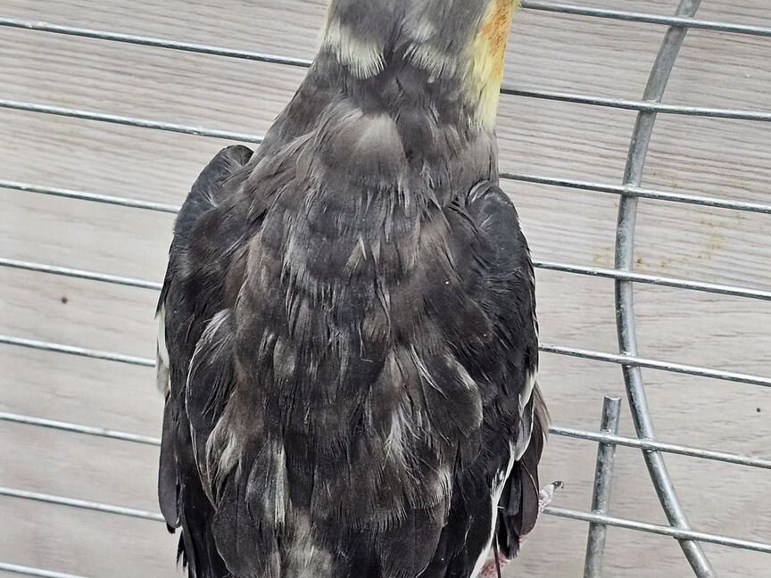 Корелла мальчик в добрые руки