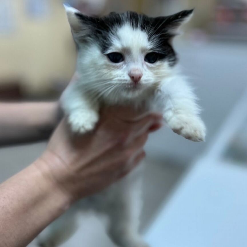 Котёнок в добрые руки