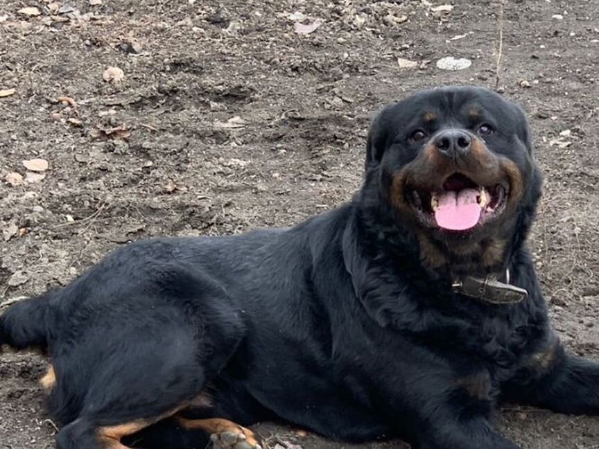 Вязка ротвейлера