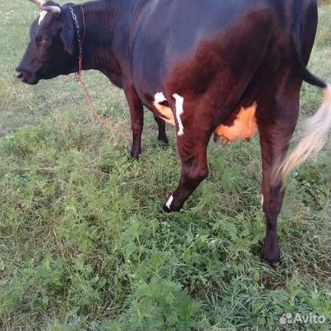 Тёлка стельная