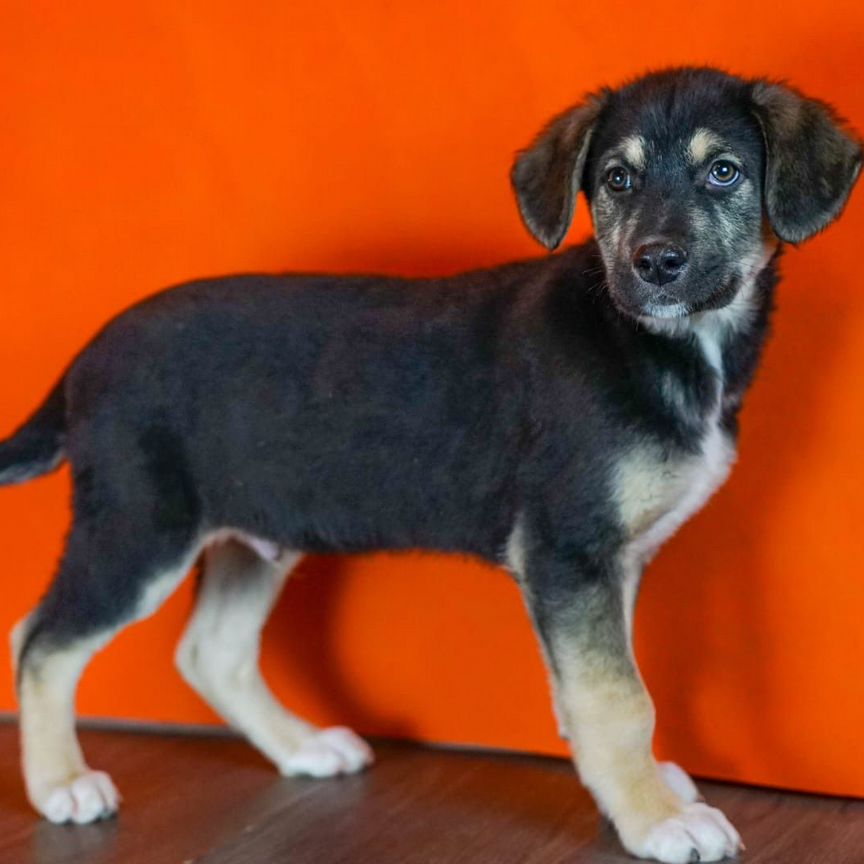 Щенок в добрые руки бесплатно