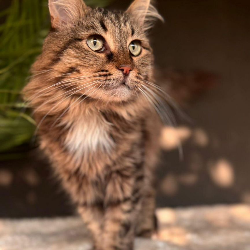 Ласковый кот