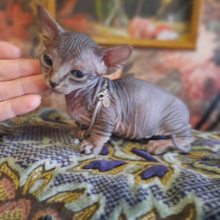Котята сфинкс бомбино