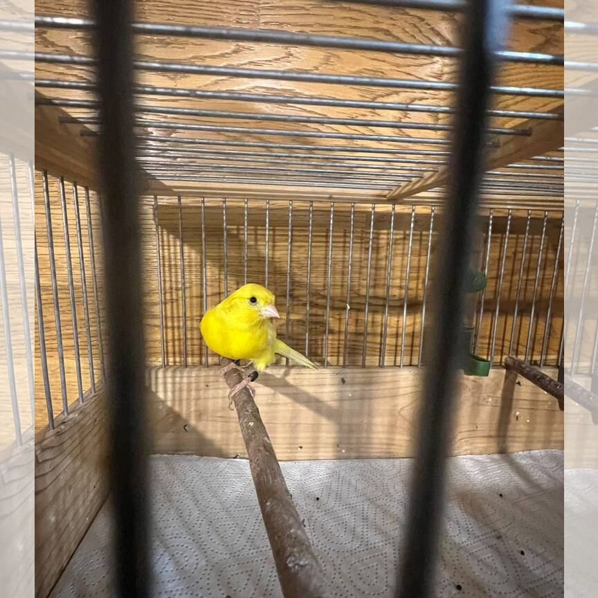 Кенара и канарейки