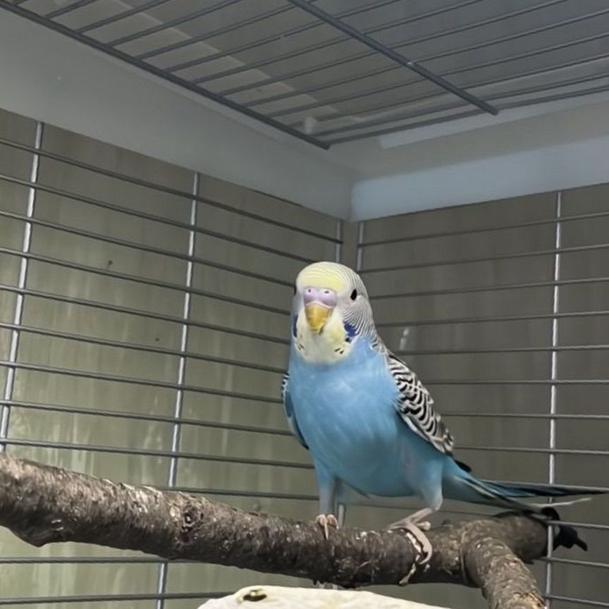 Меняю волнистого попугая мальчика 6 мес на девочку