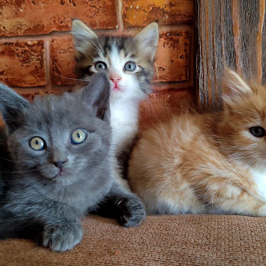 Котята в добрые руки бесплатно