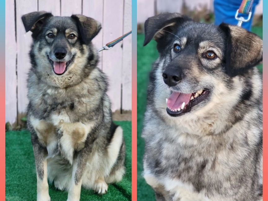 Ласкуша Найда ищет семью